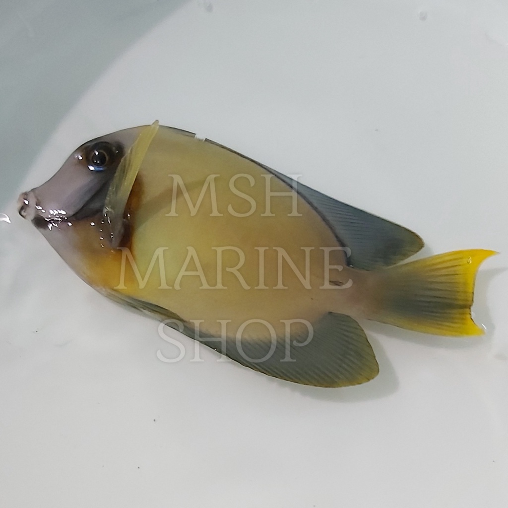 Jual Ikan Hias Laut Botana Model | Shopee Indonesia