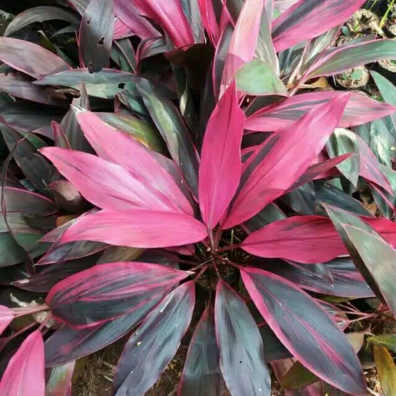 Jual Tanaman Andong Merah Tanaman Anjuang Merah Tanaman Hanjuang Merah ...