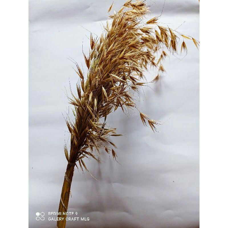 Jual bunga padi padian / bunga padi gunung | Shopee Indonesia