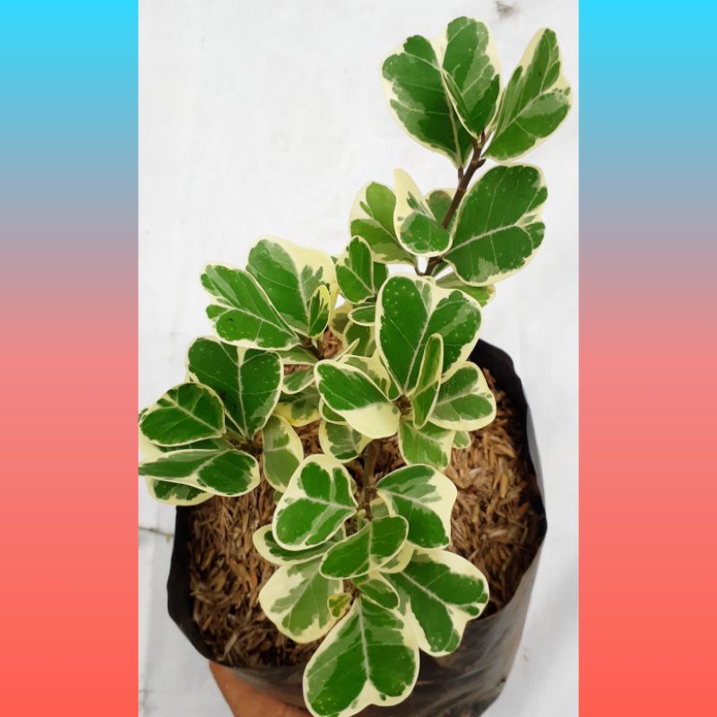 Jual Tanaman hias ficus triangularis varigata/tanaman hias kupu kupu ...