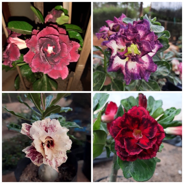 Jual Adenium Tumpuk Paket 4 batang | Shopee Indonesia