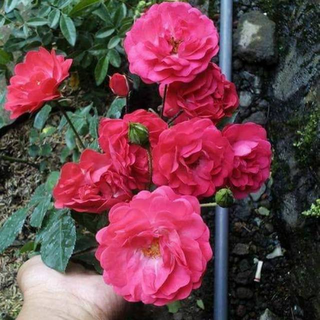 Jual Mawar Rambat Merah | Shopee Indonesia