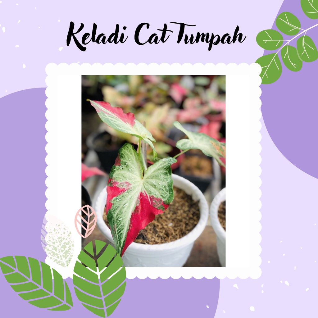 Jual Tanaman Caladium Cat Tumpah Keladi Cat Tumpah | Shopee Indonesia
