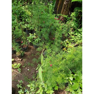 Jual bibit tanaman Songgo Langit | Rincik Bumi | Shopee Indonesia