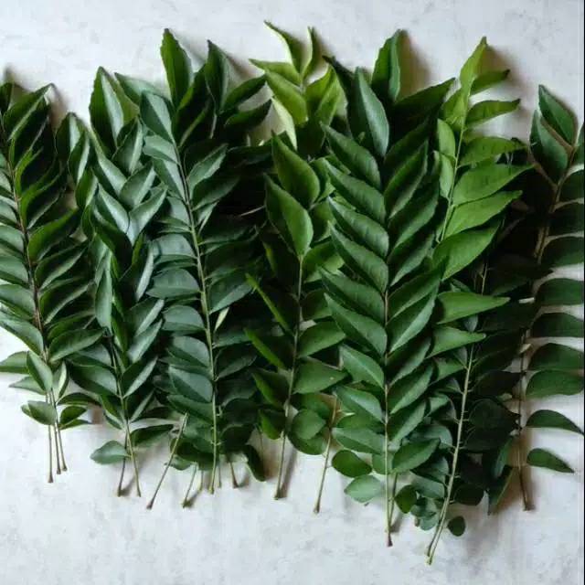 Jual Daun kari, daun salam koja, daun temuru, daun temurui | Shopee ...