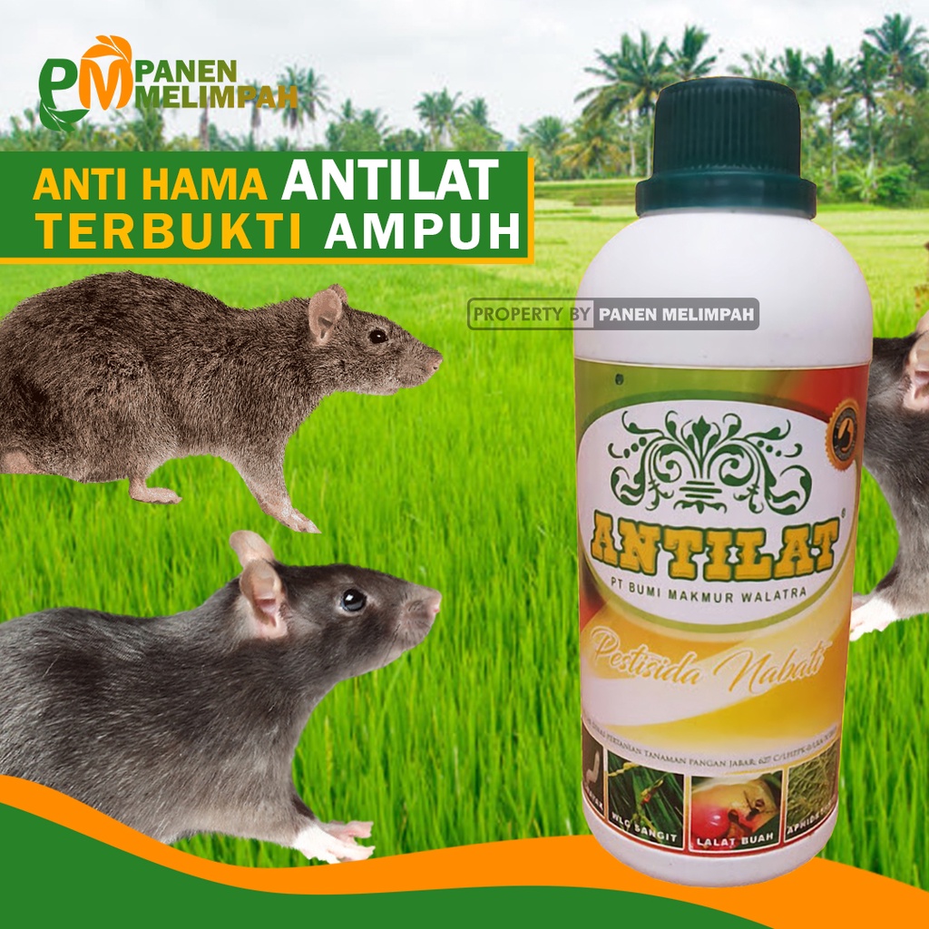 Jual Pupuk Pestisida Organik Cair Obat Anti Hama Racun Tikus Sawah Pembasmi Hama Antilat ...