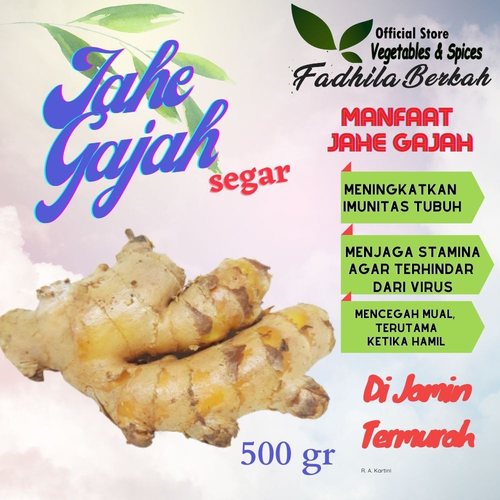 Jual Jahe putih 500gr | Jahe Gajah | Jahe besar | Jahe jumbo| segar ... Jual Jahe putih 500gr | Jahe Gajah | Jahe besar | Jahe jumbo| segar ...