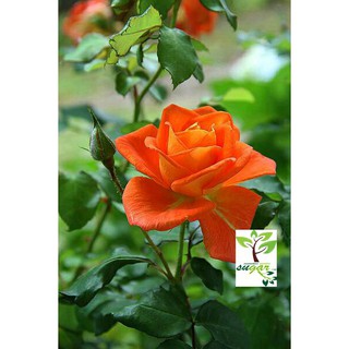 Jual kembang bunga mawar hidup rose kuncup / berbunga bunga besar wangi ...