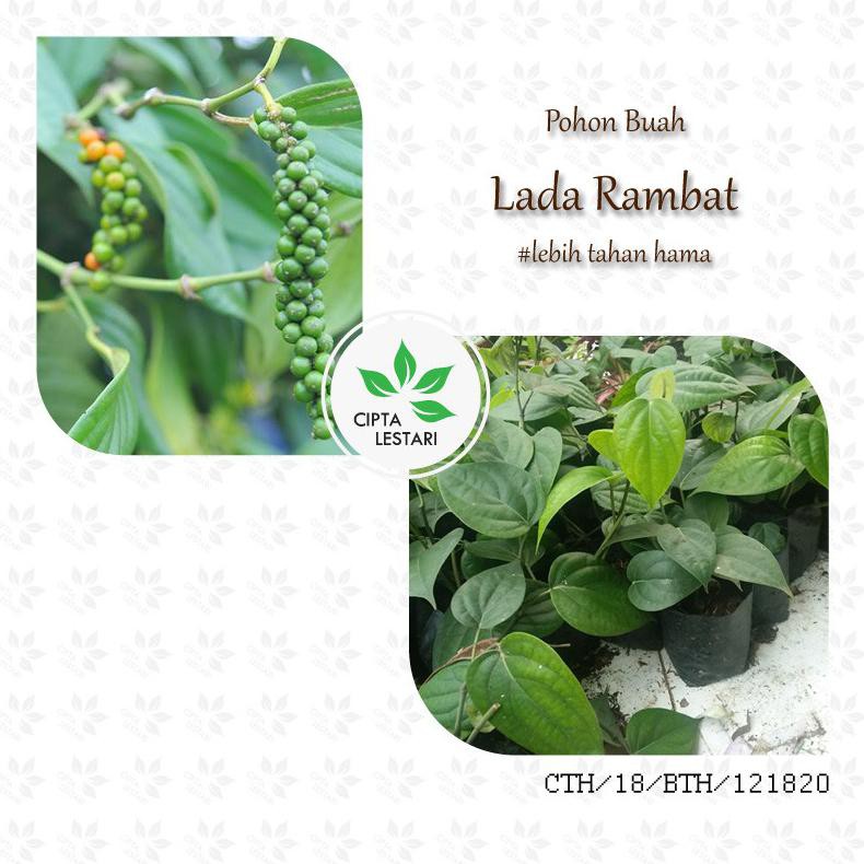 Jual bibit lada rambat pohon buah merica panjat rambai m@1l | Shopee ...