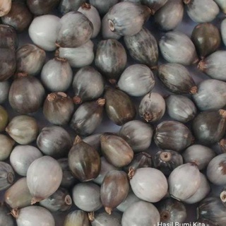 Jual Jali Enjelai Jelai Biji 250 gram Poaceae Coix lacryma jobi ...