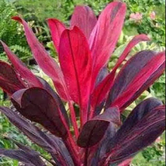 Jual pohon andong | Shopee Indonesia