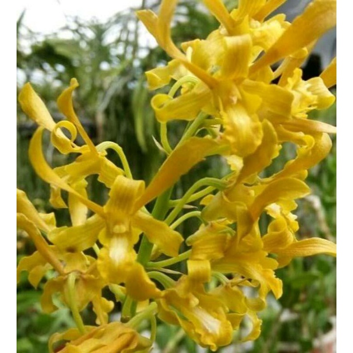 Jual Anggrek Dendrobium Sylvanum flava sp | Shopee Indonesia