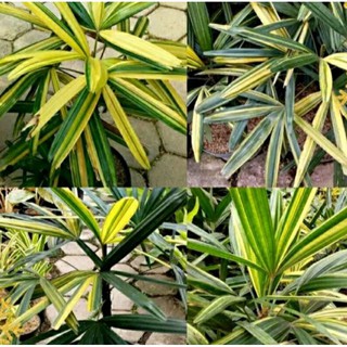 Jual palem waregu varigata tanaman hias indoor | Shopee Indonesia