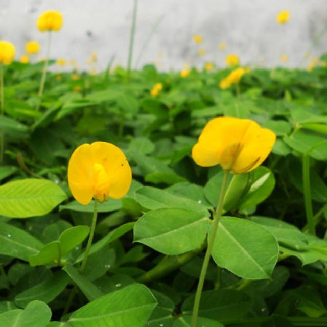 Jual Bunga arachis pintoi (Kacang kacangan) | Shopee Indonesia