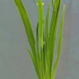 Jual Tanaman hias airis bunga kuning (iris pseudacorus) | Shopee Indonesia