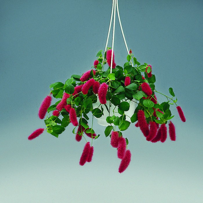Jual tanaman hias bunga ulat merah - acalypha steffi | Jenis tanaman ...