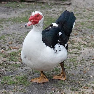 Jual TELUR FERTIL MENTOK/ENTOK JUMBO LEHER PANJANG ASLI BLITAR ...