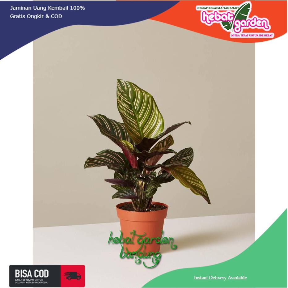 Jual Tanaman Calathea ornata batik merah - maranta wayang Indonesia ...