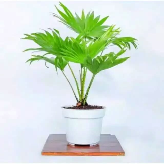 Jual Tanaman palm sadeng palm bintang (HERMAN FLORA) | Shopee Indonesia