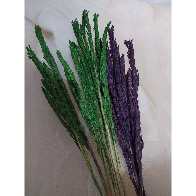 Jual Bunga Jagung Kering/bunga kering | Shopee Indonesia