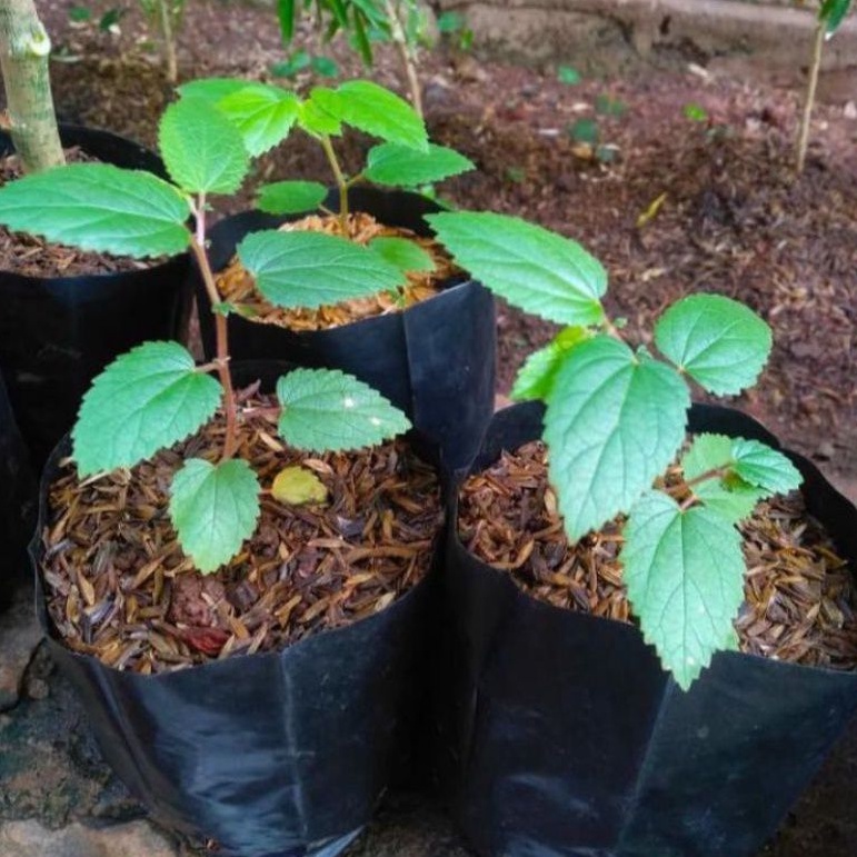 Jual bibit keres kersen talok seri siap tanam | Shopee Indonesia