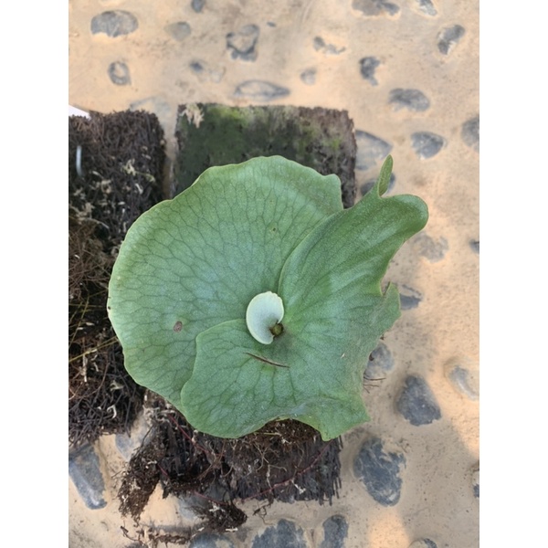 Jual platycerium wandae atau simbar menjangan papua size baby rawatan ...