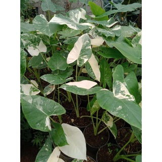 Jual Tanaman Hias Sente Variegata / Alocasia Macrorrhiza Variegata (3 ...
