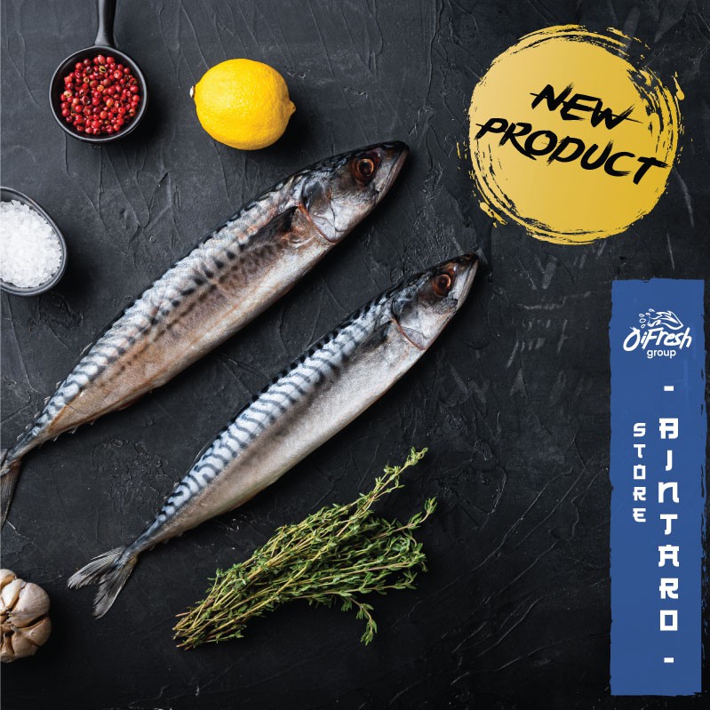Jual Ikan Makarel / Saba Ekoran PREMIUM IMPORT Segar dan Berkualitas ...