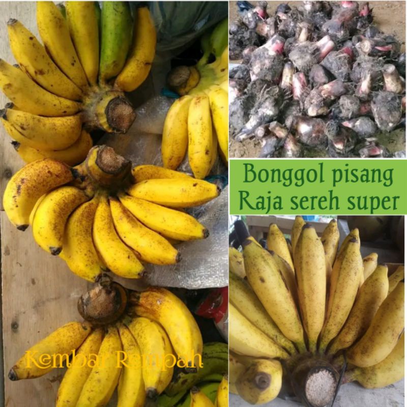 Jual Bibit bonggol pisang raja sereh original BIBIT PISANG BONGGOL ...