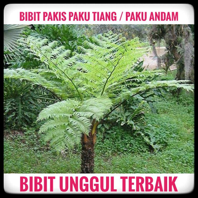 Jual bibit tanaman pakis paku tiang Indonesia|Shopee Indonesia