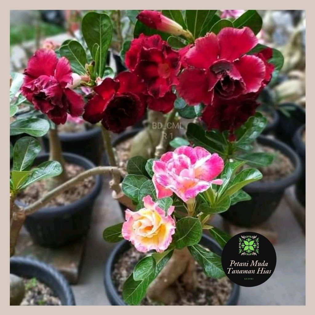 Jual Adenium Bunga Tumpuk Hasil Grafting Bukan Obesum Biasa Kamboja ...