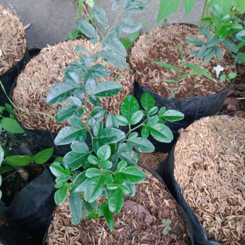 Jual tanaman jeruk kingkit | Shopee Indonesia