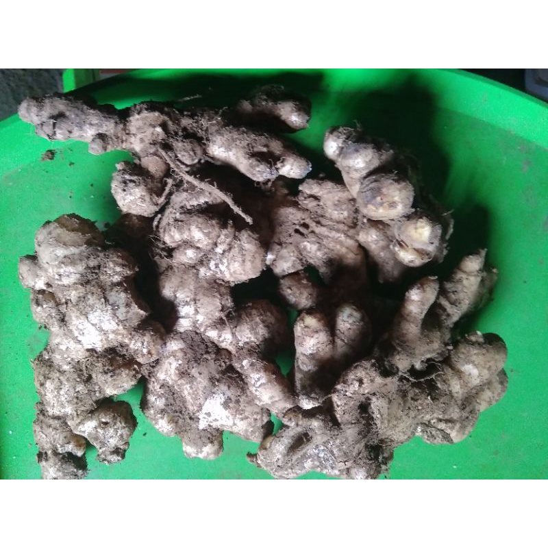 Jual jahe/jahe emprit segar 1kg | Shopee Indonesia Jual jahe/jahe emprit segar 1kg | Shopee Indonesia