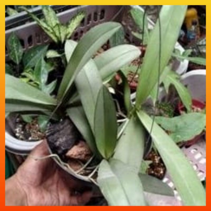 Jual Tanaman Hias Anggrek Bulan Angrek Spesies Bunga Putih | Shopee ...