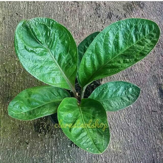Anthurium jemani mangkok karakter curly anakan | Shopee Indonesia