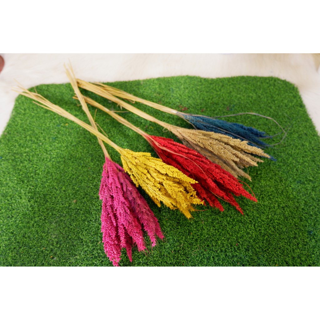 BUNGA JAWAN KERING DEKORASI, INTERIOR, FOTO STUDIO, BUNGA BUKET MURAH ...