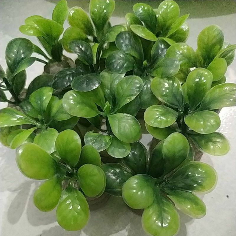 Jual Rumput Plastik Daun Hijau Bulat Buce Mini Coin Aquarium | Shopee ...