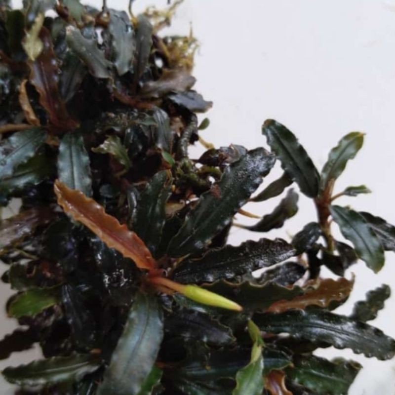 Jual Buce Dark Velvet (per/mika) | Shopee Indonesia