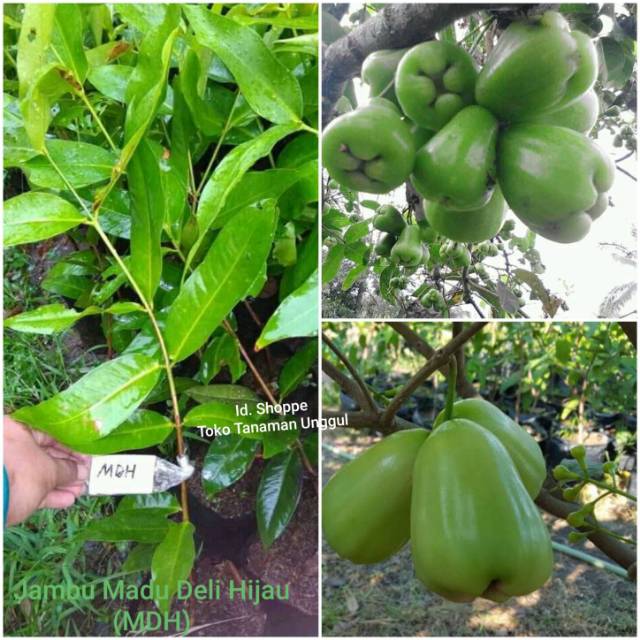 Jual Bibit Jambu Madu Deli Hijau (MDH) | Shopee Indonesia