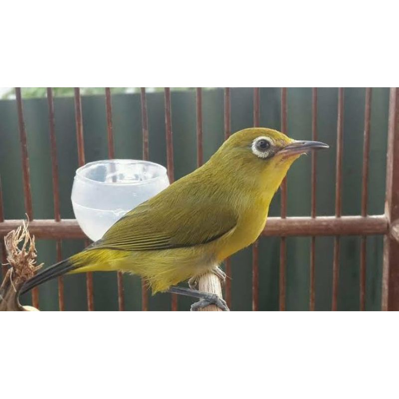 Harga Pacitanku Terbaru Juli 2022 |BigGo Indonesia