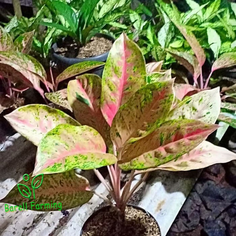 Jual aglonema big roy /lulaiwan aglonema big roy rimbun termurah/induk berkualitas bigroy mutasi ...