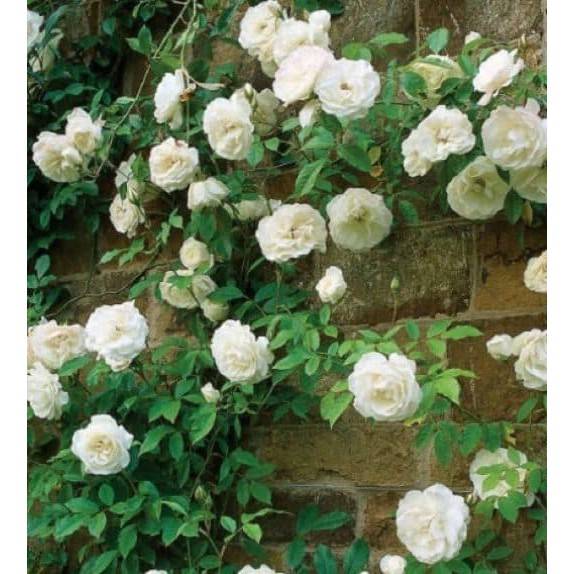 Jual tanaman climbing rose putih (mawar rambat putih) | Shopee Indonesia