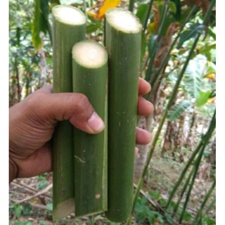 Jual Batang rias/Batang kecombrang || comrang Muda/Tua (1 kg) Indonesia ...