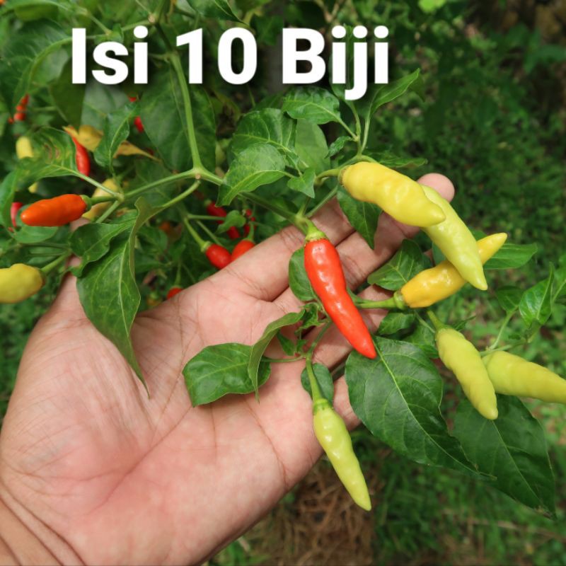 Jual Benih Cabai Rawit Bangkok Eceran | Shopee Indonesia
