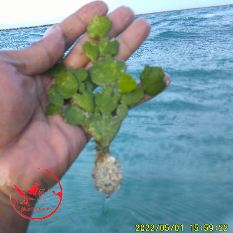 Jual Alga Makro Halimeda Besar | Shopee Indonesia