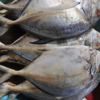 Jual IKAN KWE SEGAR 1KG 2-4 EKOR FRESH | Shopee Indonesia