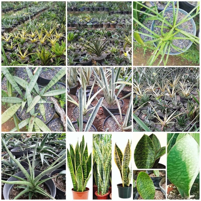 Jual Paket 10 jenis sansevieria jenis hybrid atau species bibit bunga ...