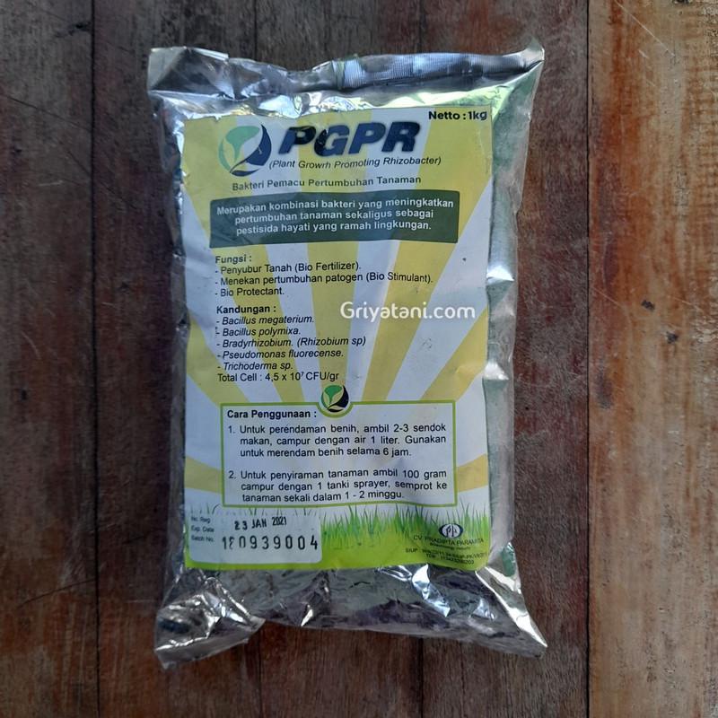 Jual PGPR 1 Kg anti layu bakteri | Shopee Indonesia
