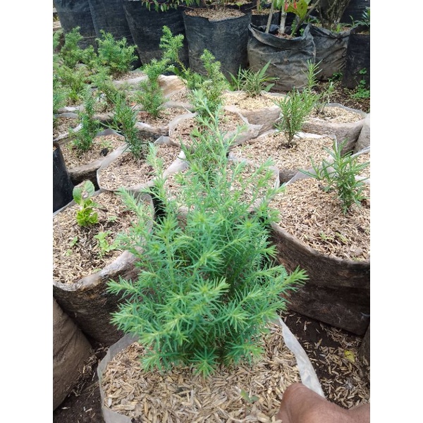 Jual tanaman hias Cemara embun pohon Cemara | Shopee Indonesia