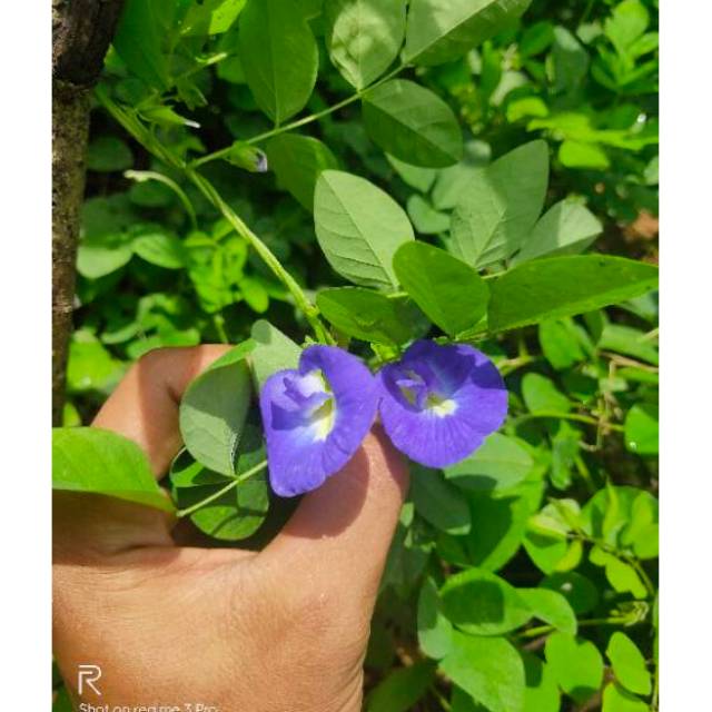 Jual Tanaman herbal bunga Teleng - bunga Telang - tanaman herbal ...